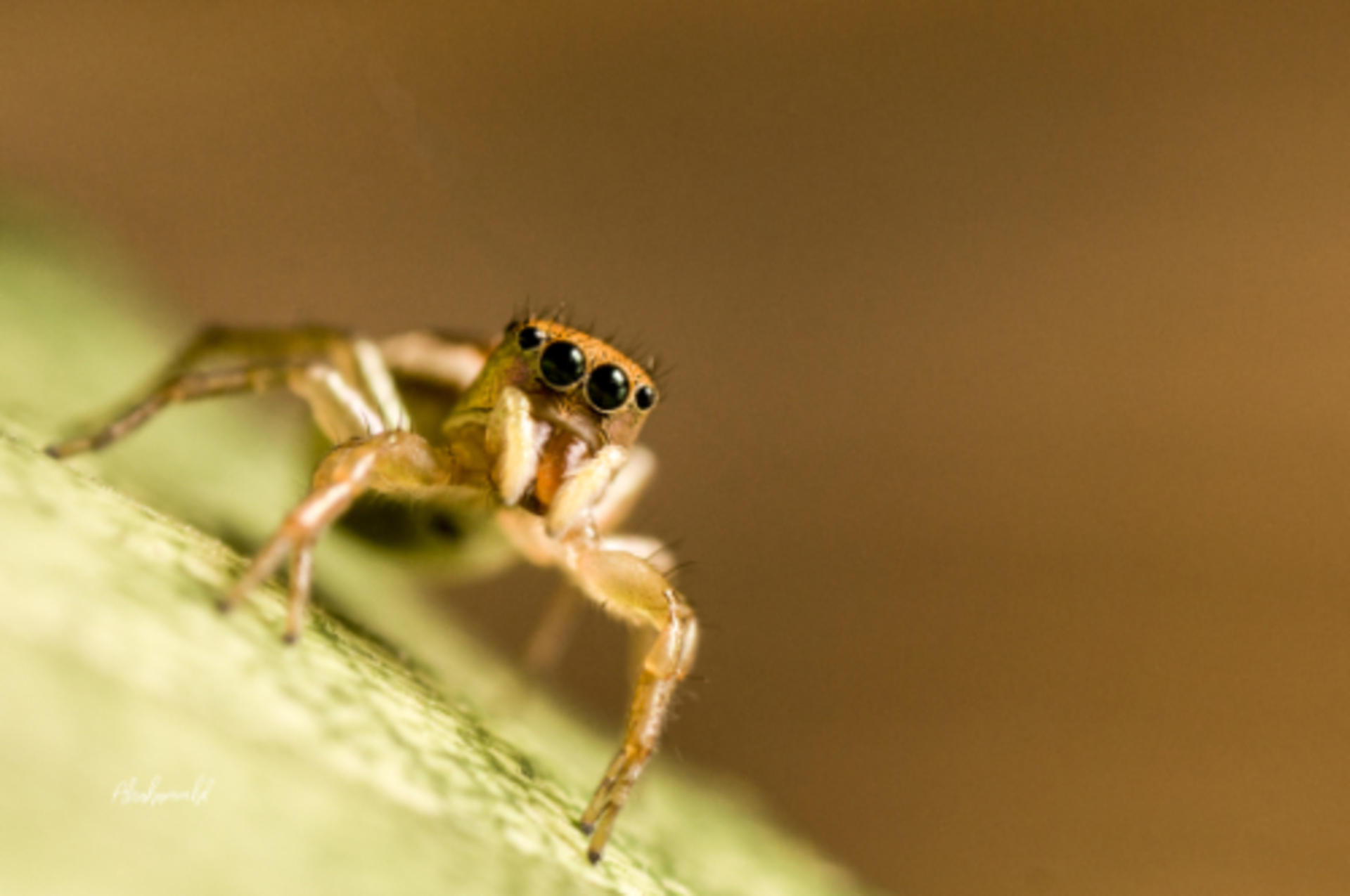 Foap.com: Be authentic: Animals' Eyes